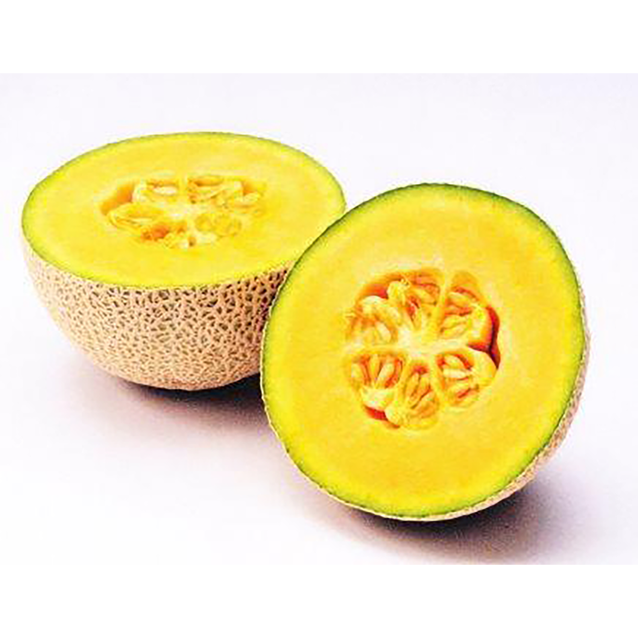 RM-84 – 神田育種農場オンラインショッピング